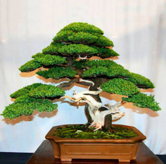 สนขาวญี่ปุ่น (Japanese White Pine) / 20 เม็ด - Premium Seed Shop ...